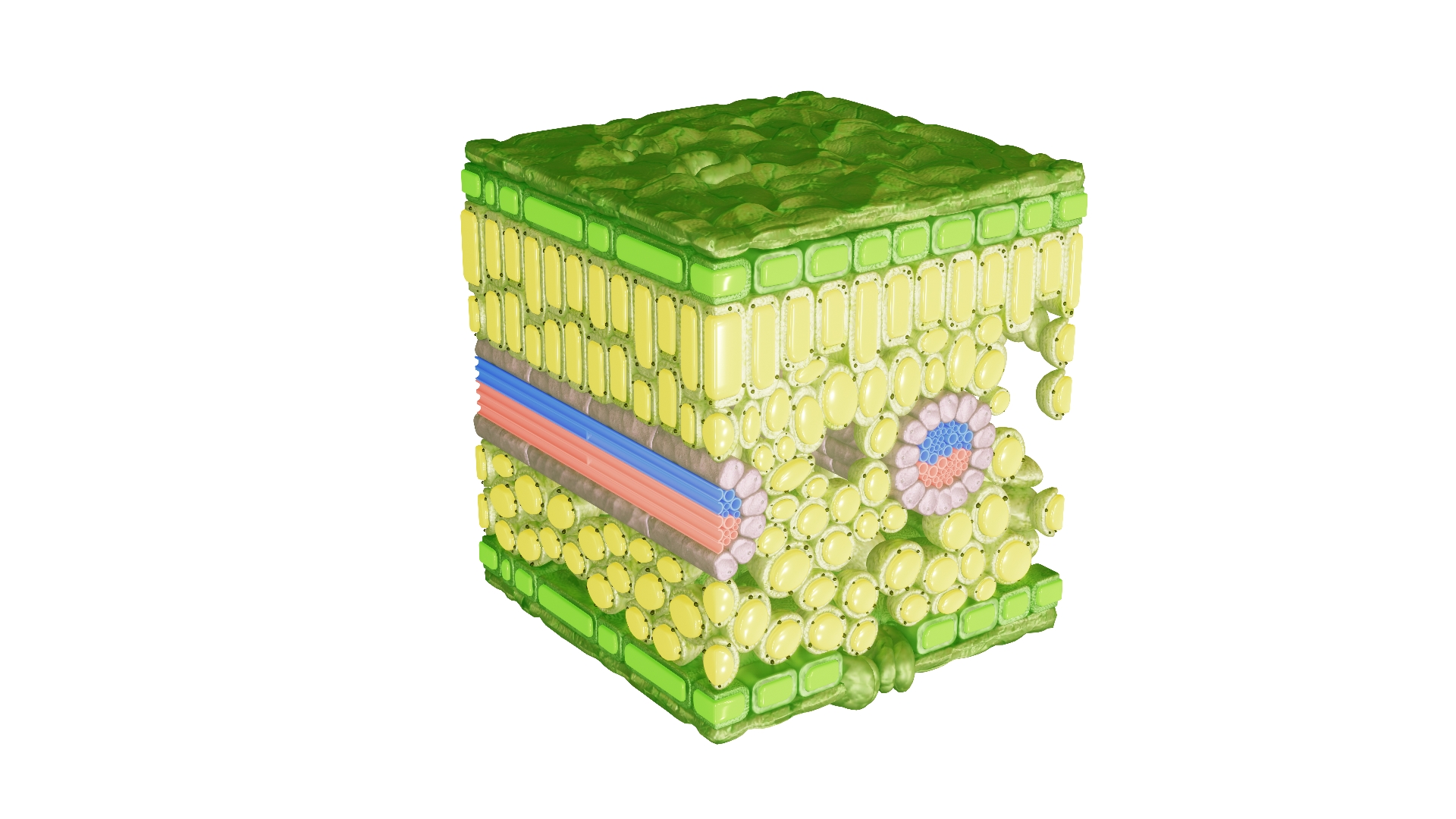 Internal Structure Of The Leaf ROQED